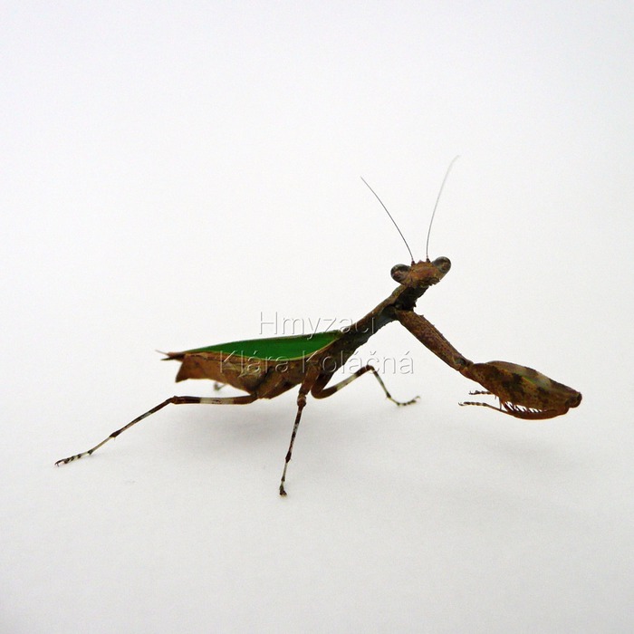 Acromantis formosana :: Hmyzaci Klára Koláčná